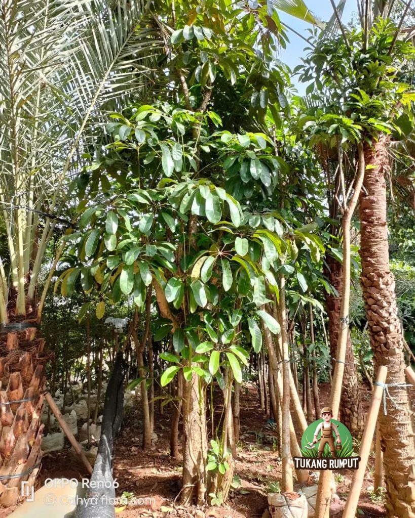 Jual Pohon Walisongo Besar - Harga Pohon Walisongo Besar - Tukang Rumput