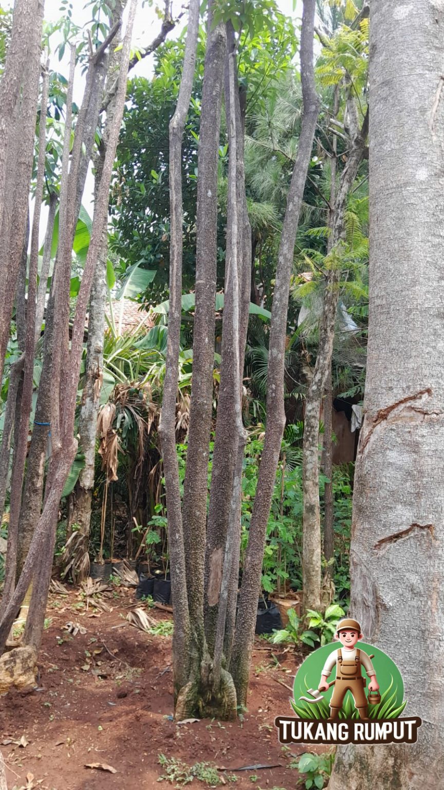 Pohon Pule - Manfaat, Khasiat, dan Kegunaan untuk Kesehatan dan Lingkungan