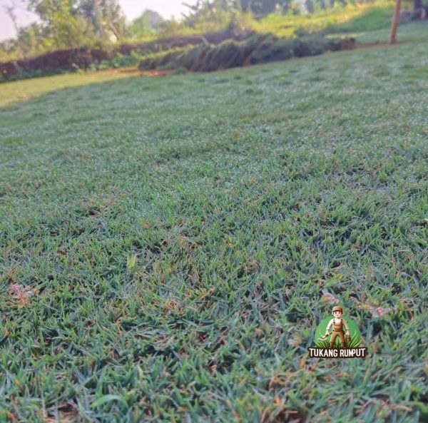 Rumput Golf Green: Pilihan Ideal untuk Lapangan Mini Golf di Rumah