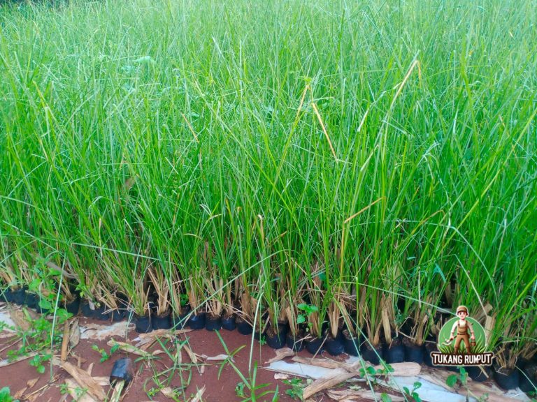 Jual Rumput Vetiver Akar Wangi Solusi Erosi - Tukang Rumput