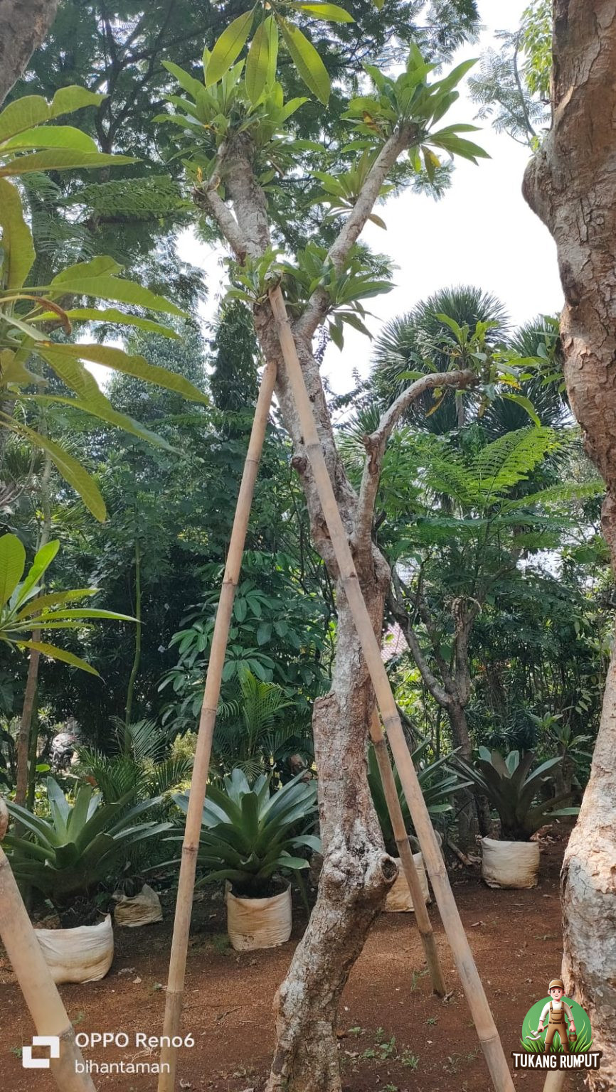 Harga Kamboja Fosil Ukuran Besar: Pilihan Elegan untuk Taman