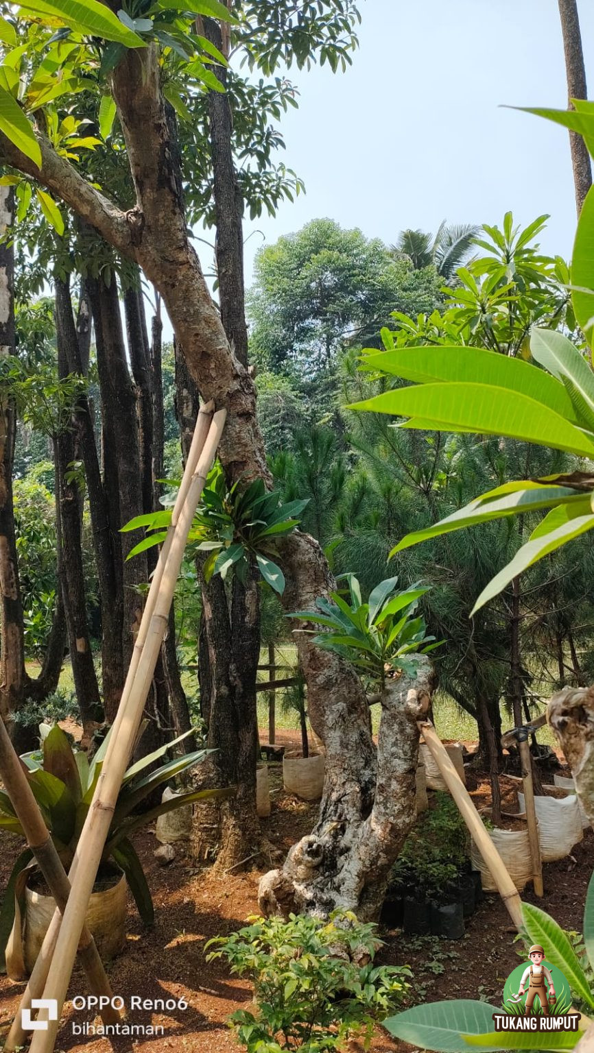 Harga Kamboja Fosil Ukuran Besar: Pilihan Elegan untuk Taman