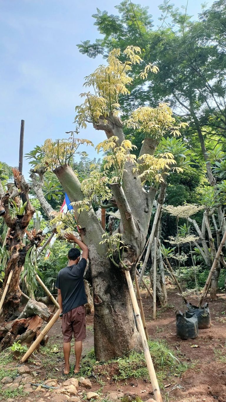 Jual Pohon Randu Varigata Harga Terbaru Bonsai Kapuk Putih