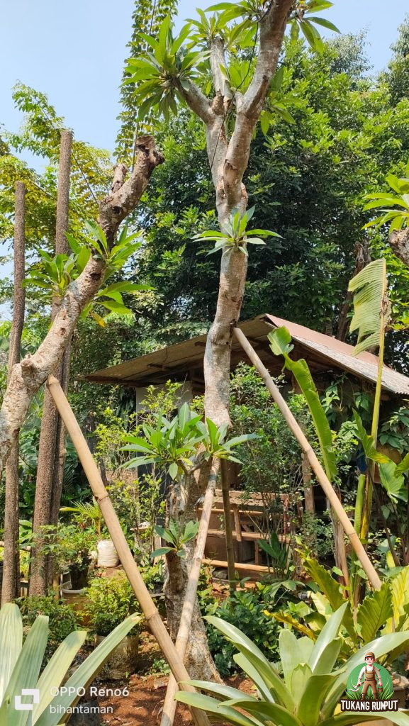 Harga Kamboja Fosil Ukuran Besar: Pilihan Elegan untuk Taman