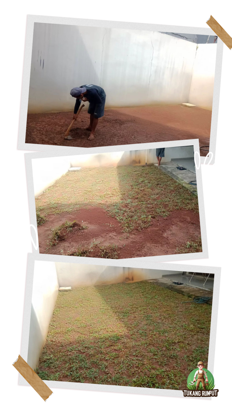 Hasil Pekerjaan Penanaman Rumput Gajahan - Tukang Rumput