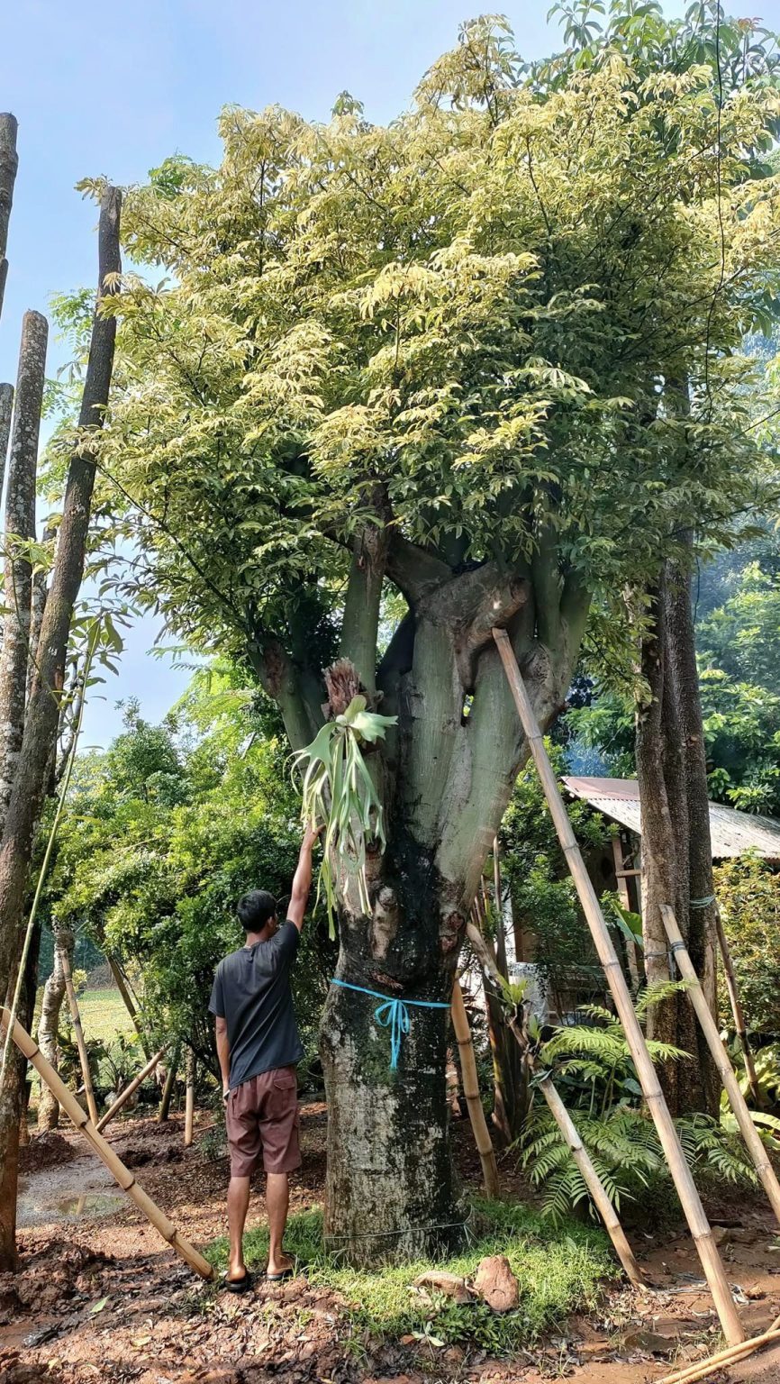 Jual Pohon Randu Varigata Harga Terbaru Bonsai Kapuk Putih