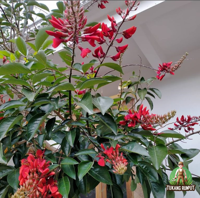 Jual Pohon Dadap Merah Tanaman Bunga Dadap Merah