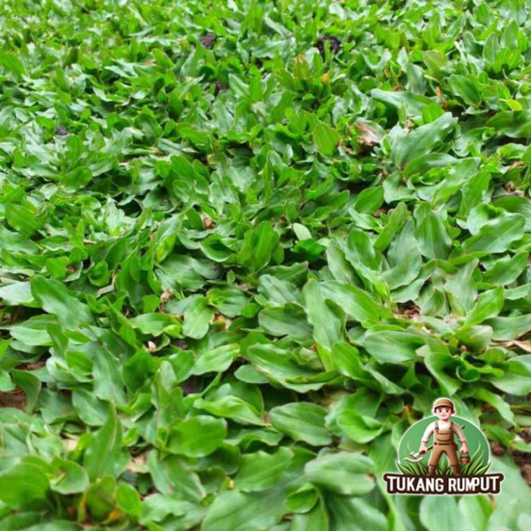 Jual Rumput Gajah Mini Per Meter Persegi Untuk Proyek Taman - Tukang Rumput